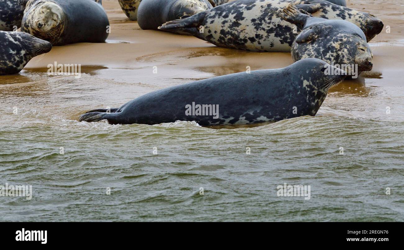 Grey and common seals resting after feeding on the sandbar at Blakeney ...