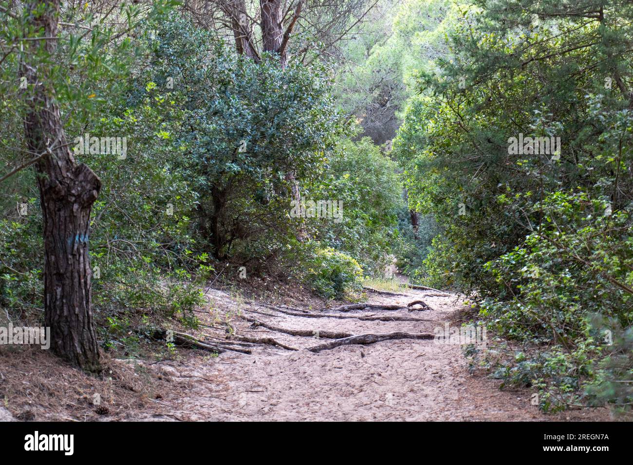 Shaded Retreat: Trees in a Arid Forest Stock Photo - Alamy