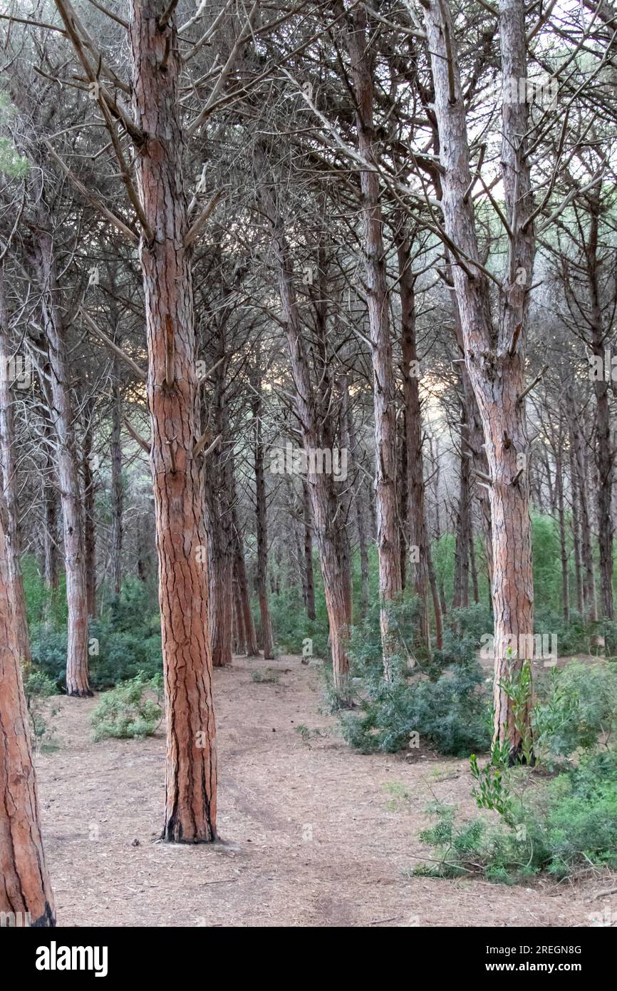 Shaded Retreat: Trees in a Arid Forest Stock Photo - Alamy