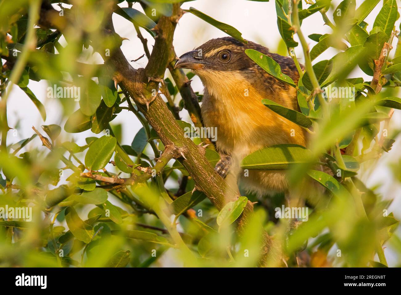 Isimangaliso wetland bark hi-res stock photography and images - Alamy