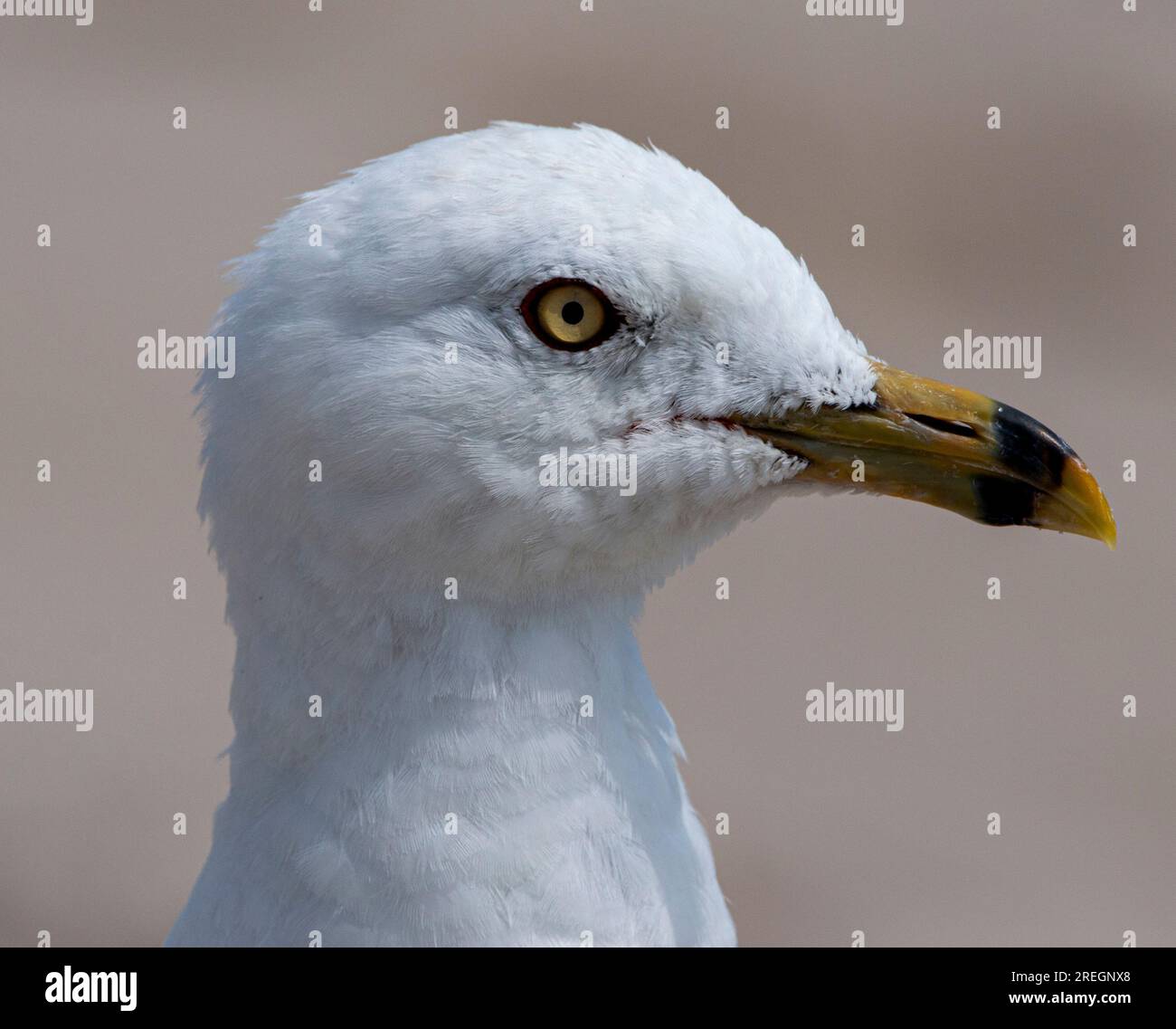 Close up of one seagulls white head and yellow beak profile Stock Photo ...