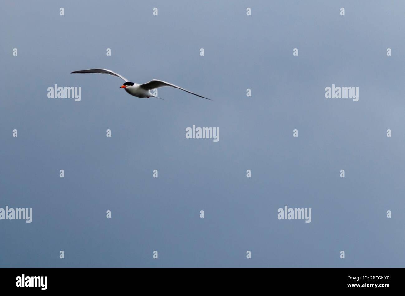 Front view One laughing seagull flying overhead Stock Photo - Alamy