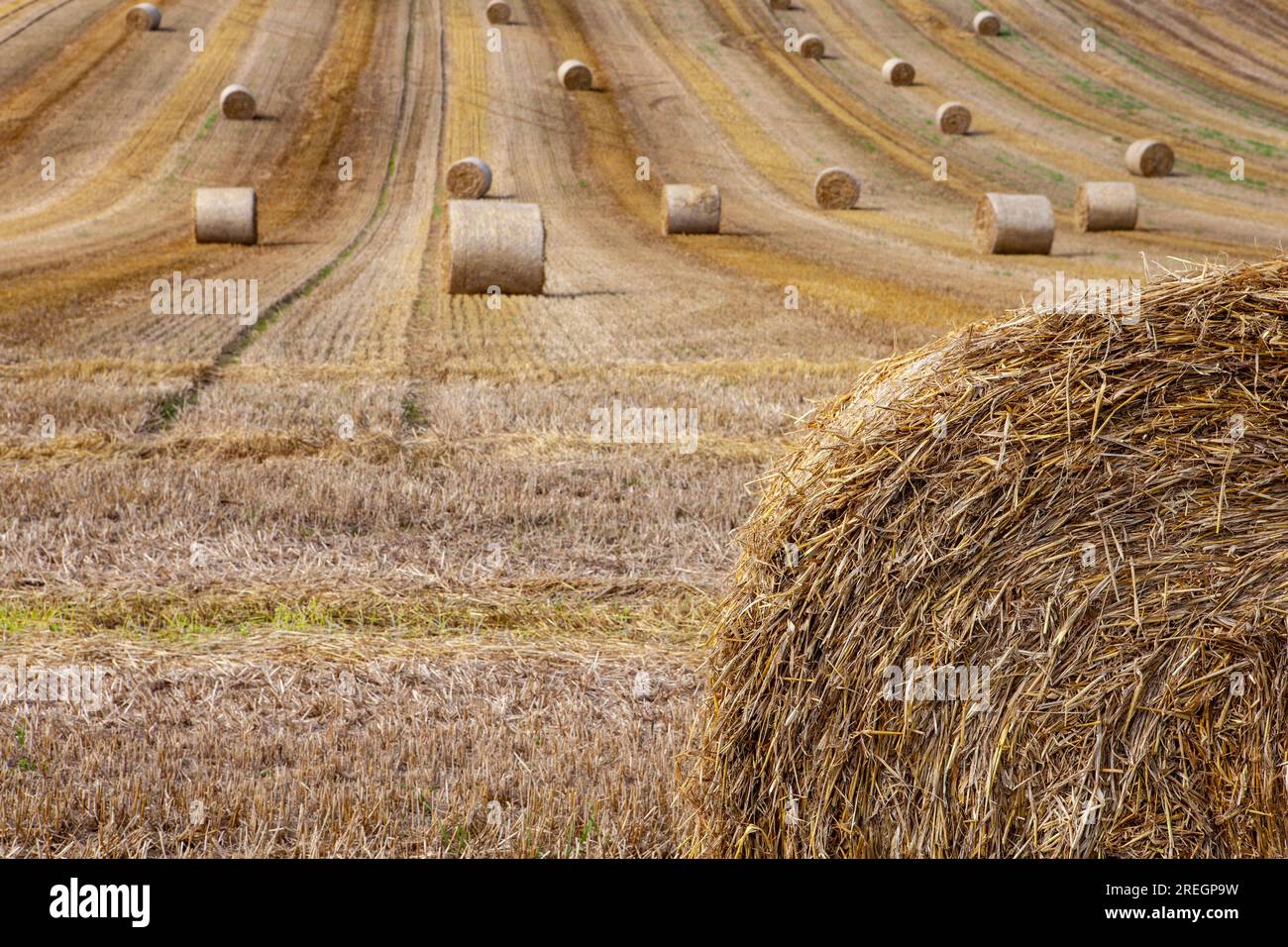 Haybales in a southern Ireland field Stock Photo - Alamy