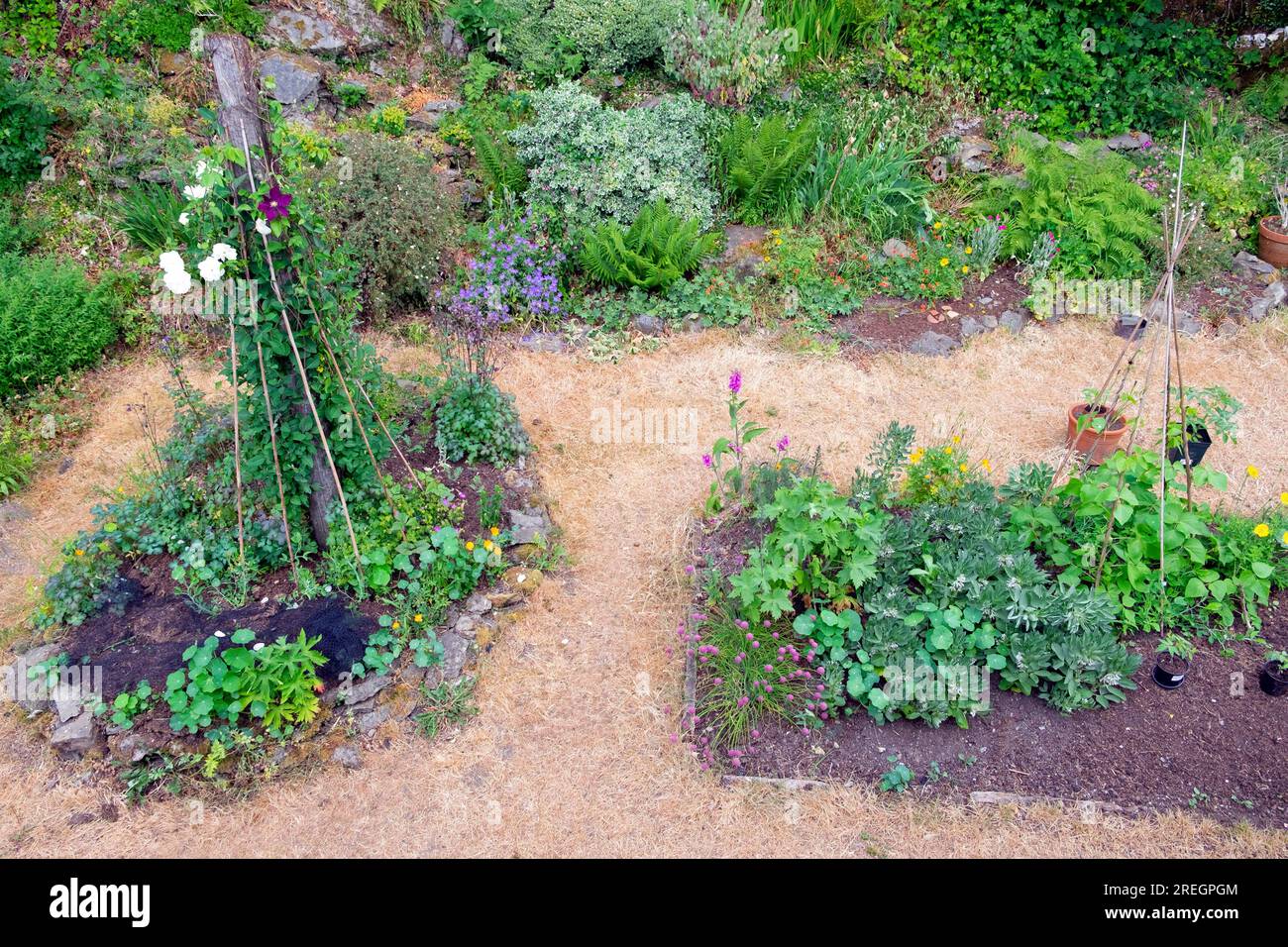 View looking down on small dry garden parched dry grass bean poles ...