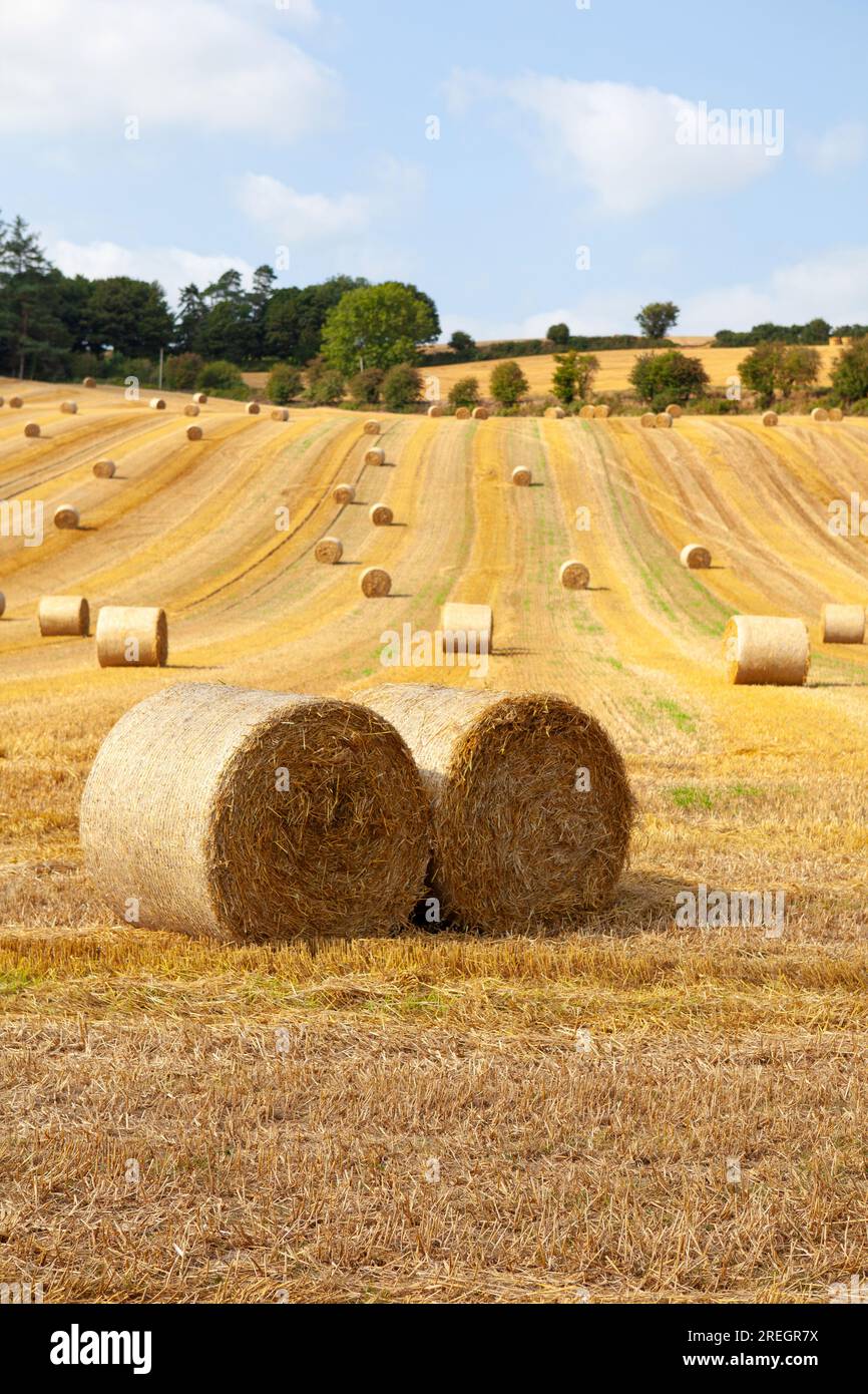 Haybales in a southern Ireland field Stock Photo - Alamy