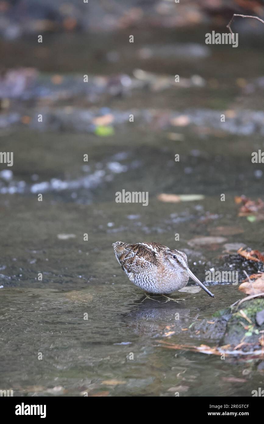 Solitary Snipe (Gallinago solitaria) in Japan Stock Photo - Alamy