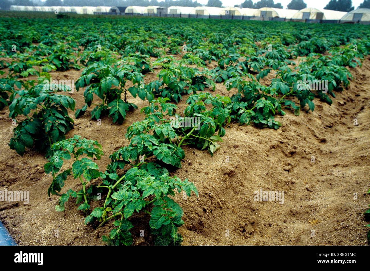 Wafra Kuwait Potato Farming In Desert Stock Photo - Alamy
