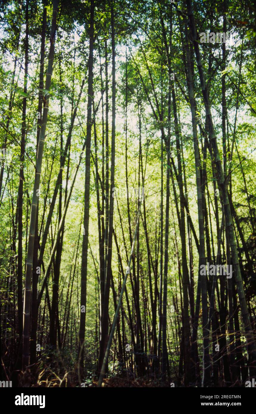Xitou bamboo forest taiwan hi-res stock photography and images - Alamy
