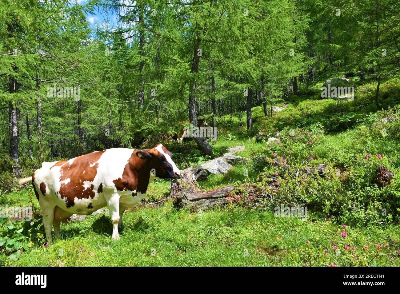 Cow in and alpine larch forest Stock Photo - Alamy