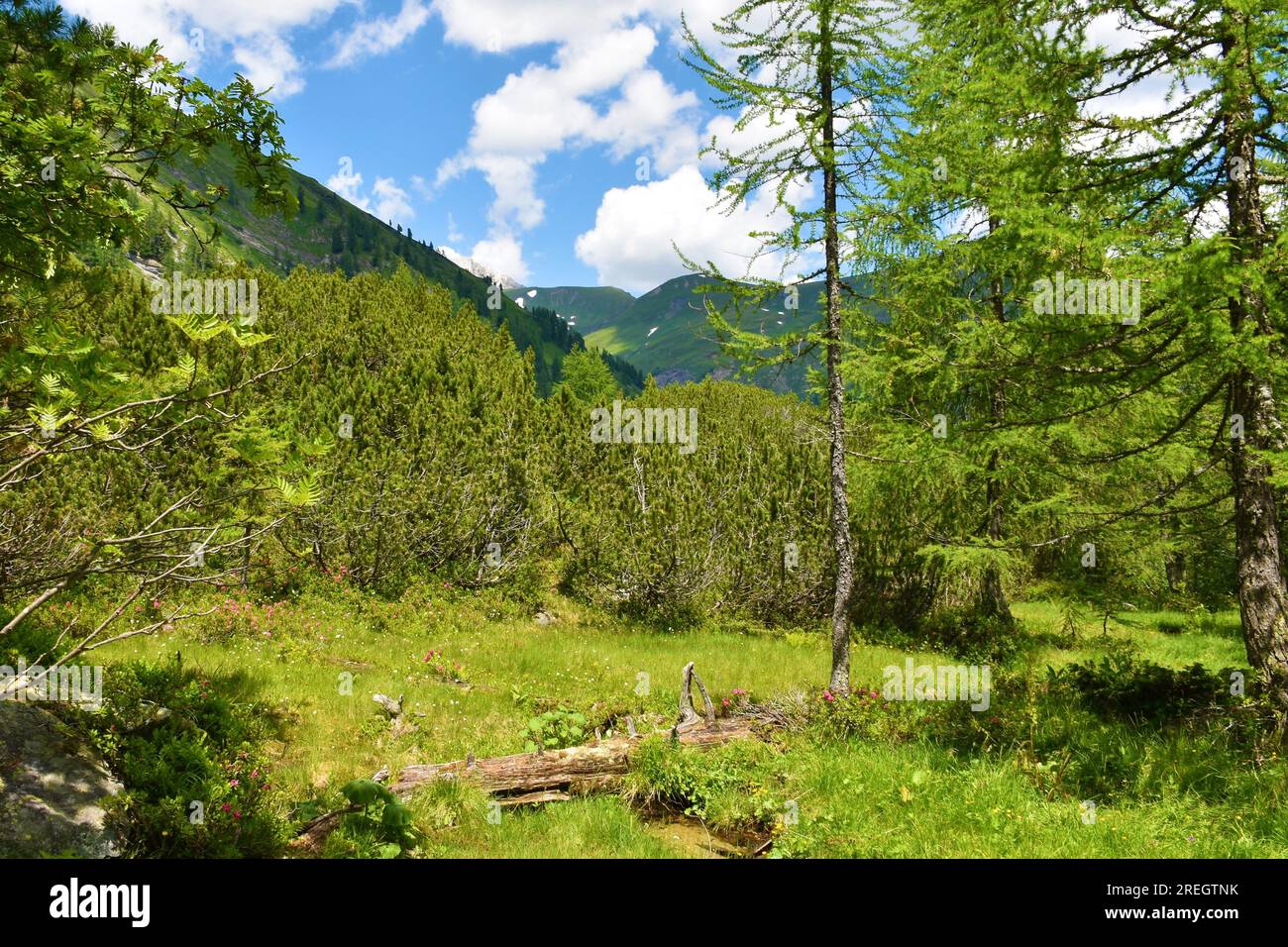 Alpine meadow with larch (Larix decidua) and mugo pine (Pinus mugo) in ...