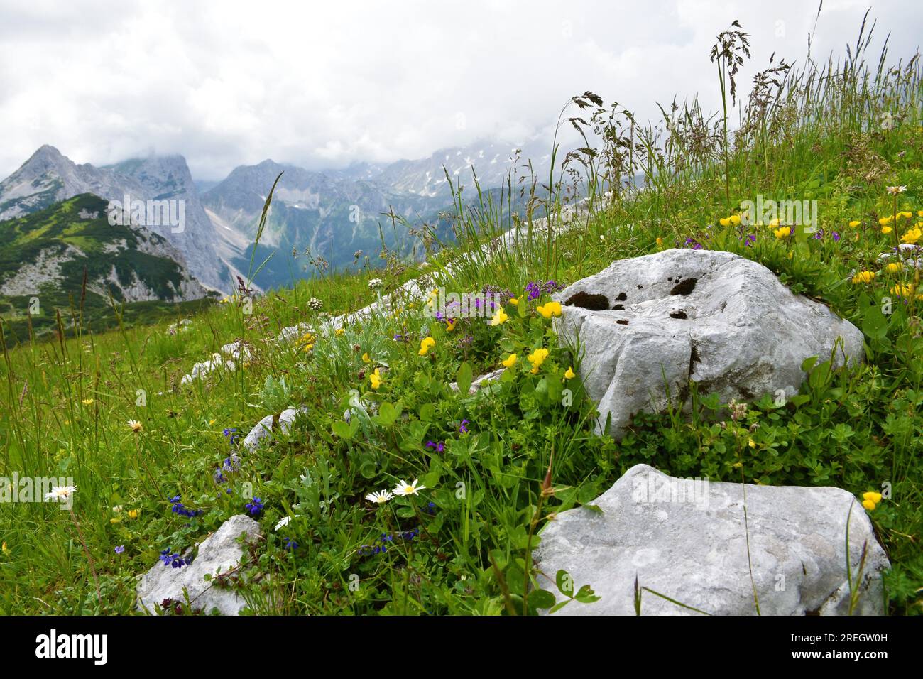 Purple alpine flowers hi-res stock photography and images - Alamy