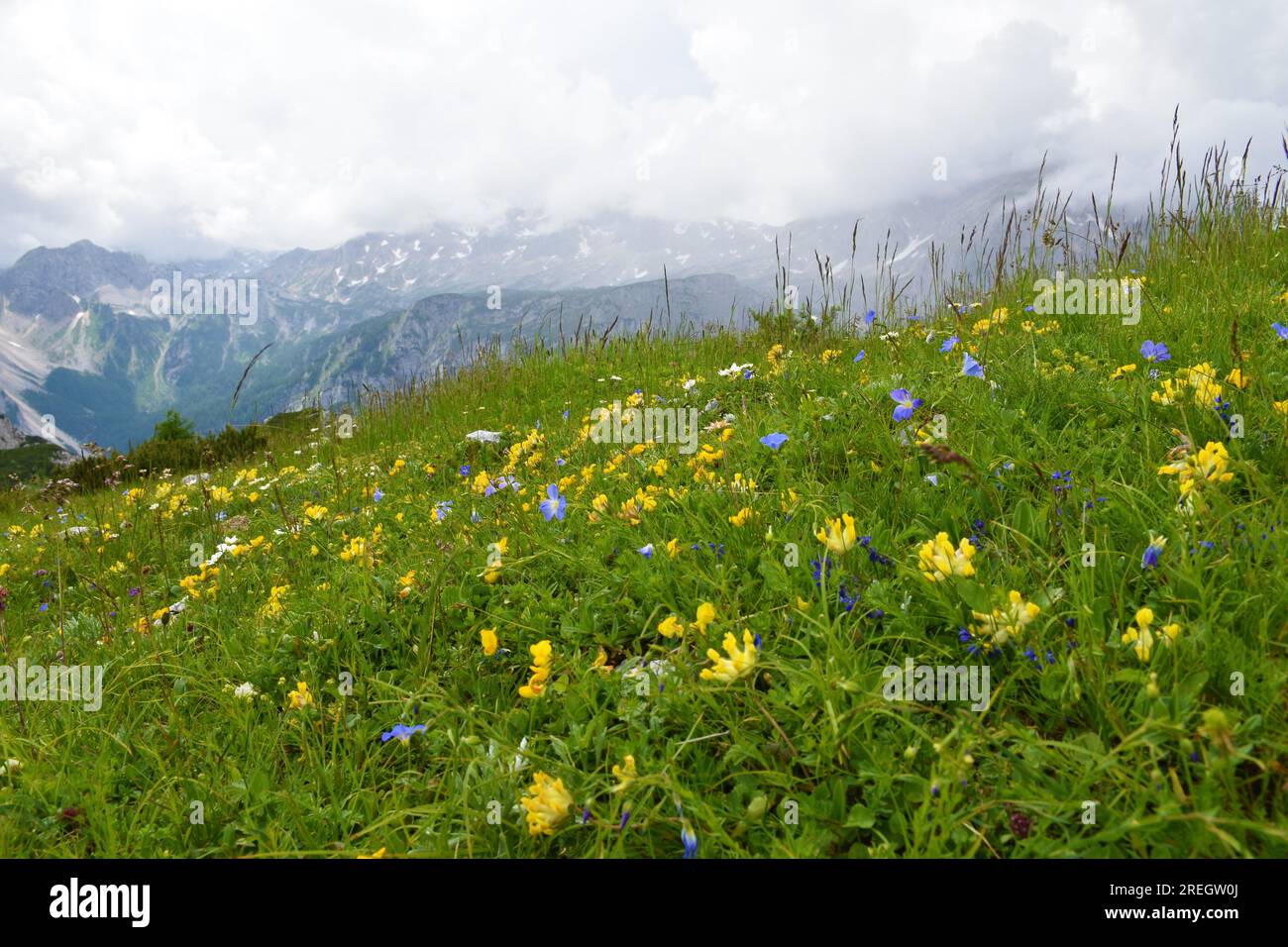 Alpine meadow with yellow kidney-vetch (Anthyllis vulneraria) and blue ...
