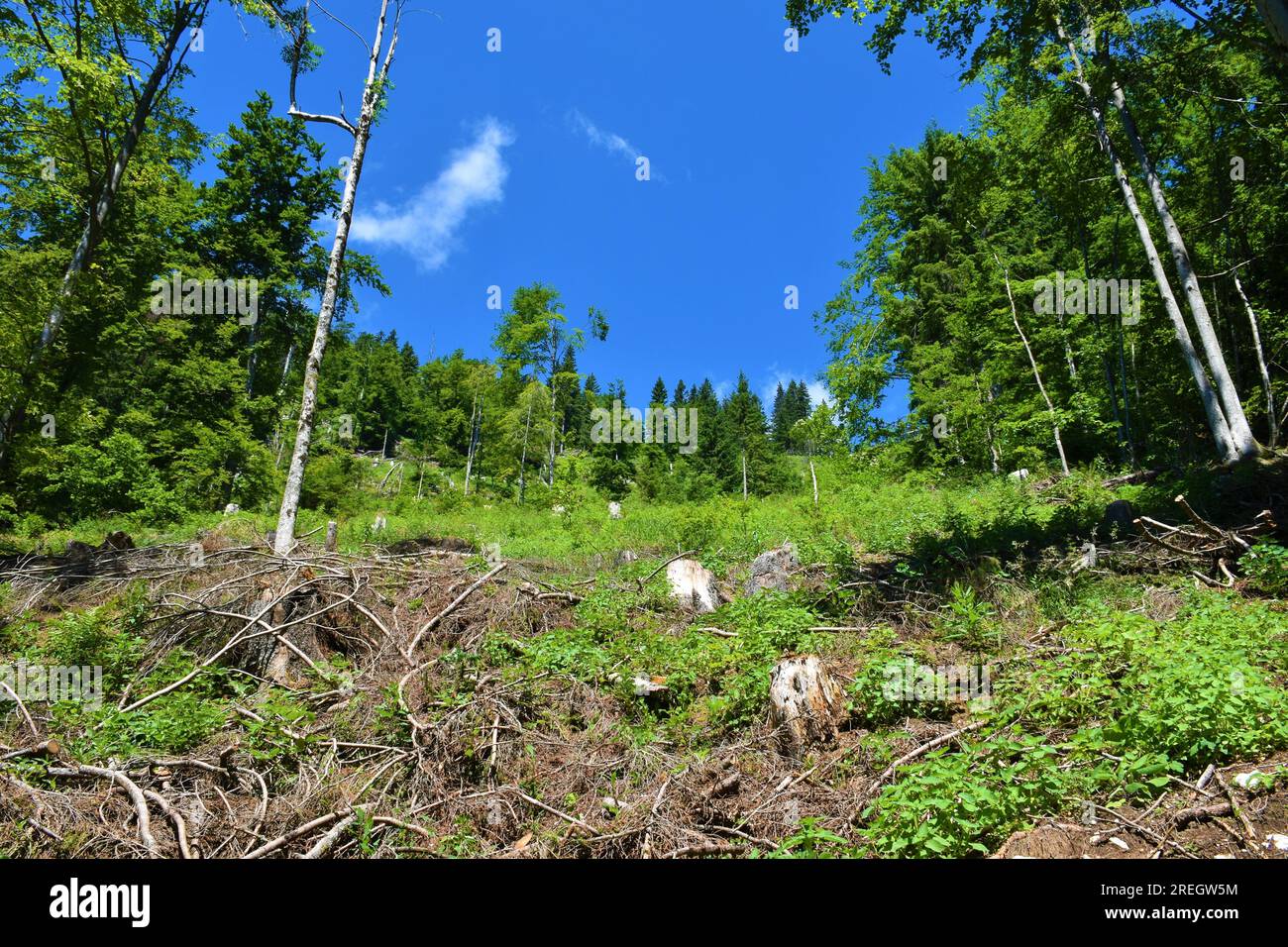 Clearing in a forest hi-res stock photography and images - Alamy