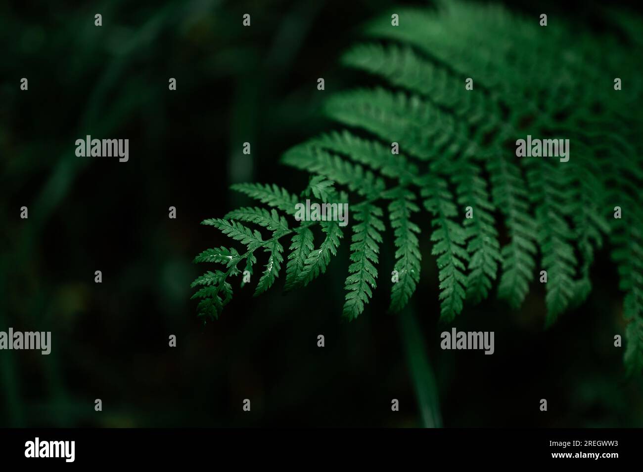 Perfect natural fern pattern. Beautiful background made with young ...