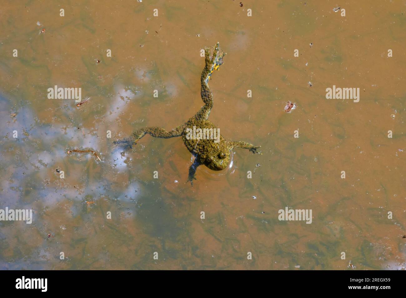 Yellow-bellied toad (Bombina variegata) frog Stock Photo - Alamy