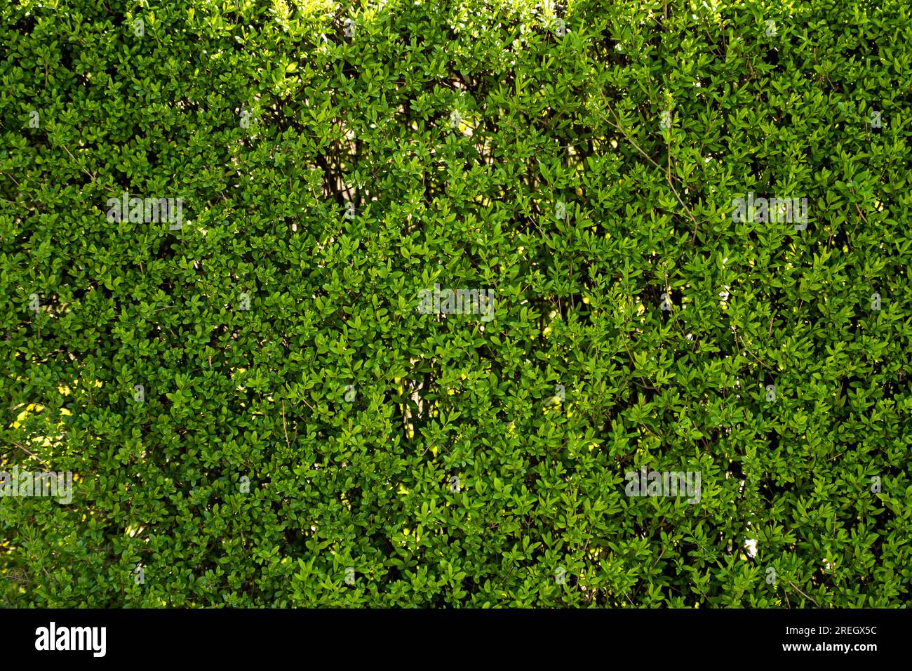 Bush in the garden, decorative plant, close-up texture of green leaves ...