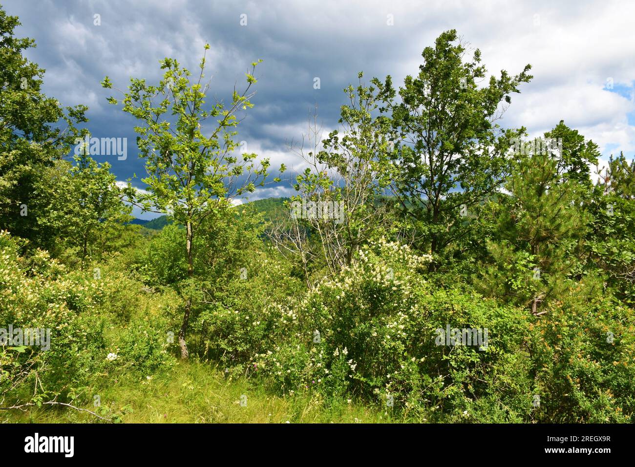 Bush and oak (Quercus) vegetation and storm clouds in the sky Stock ...