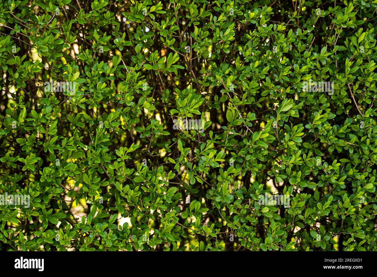 Green shrub hedge, fresh green leaves for texture background. Lush ...