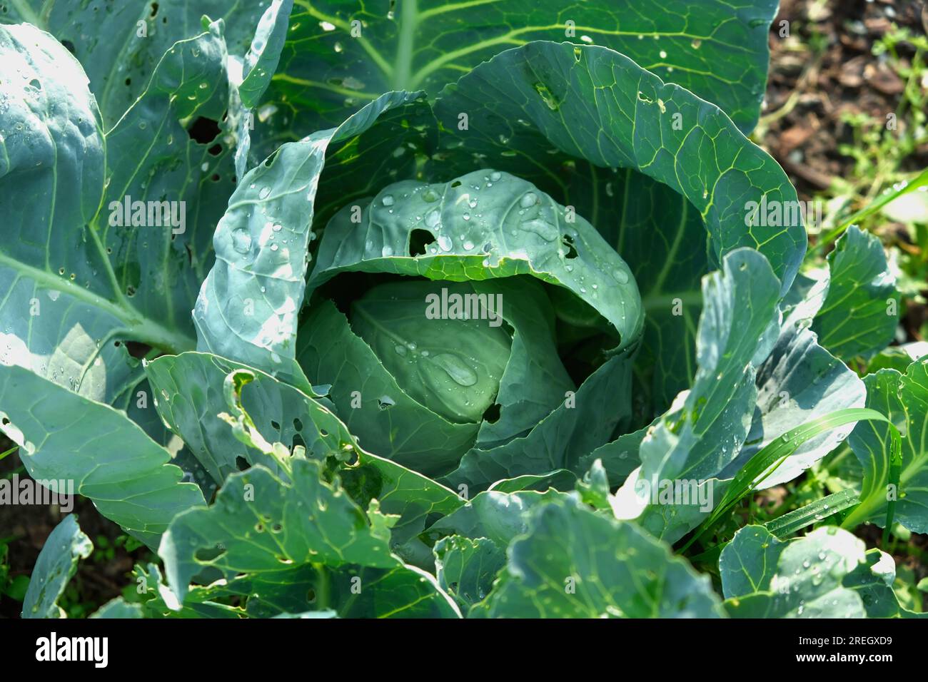 White cabbage growing in the garden, top view. A patch of cabbage ...