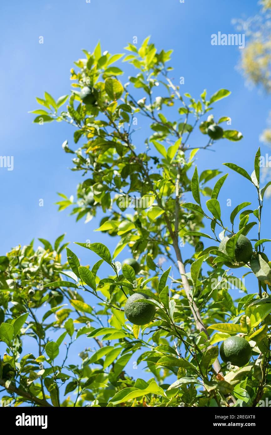 Limes growing on a tree hi-res stock photography and images - Alamy