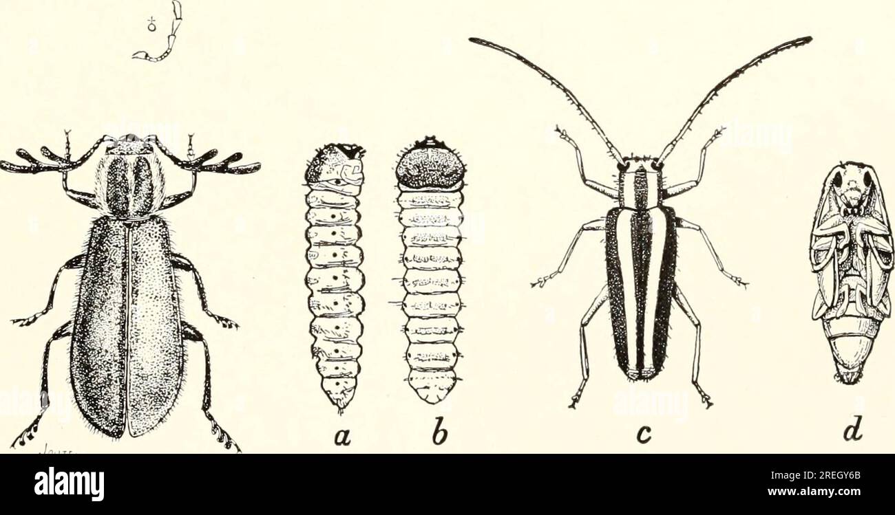 "An ecological study of prairie and forest invertebrates" (1915 Stock ...