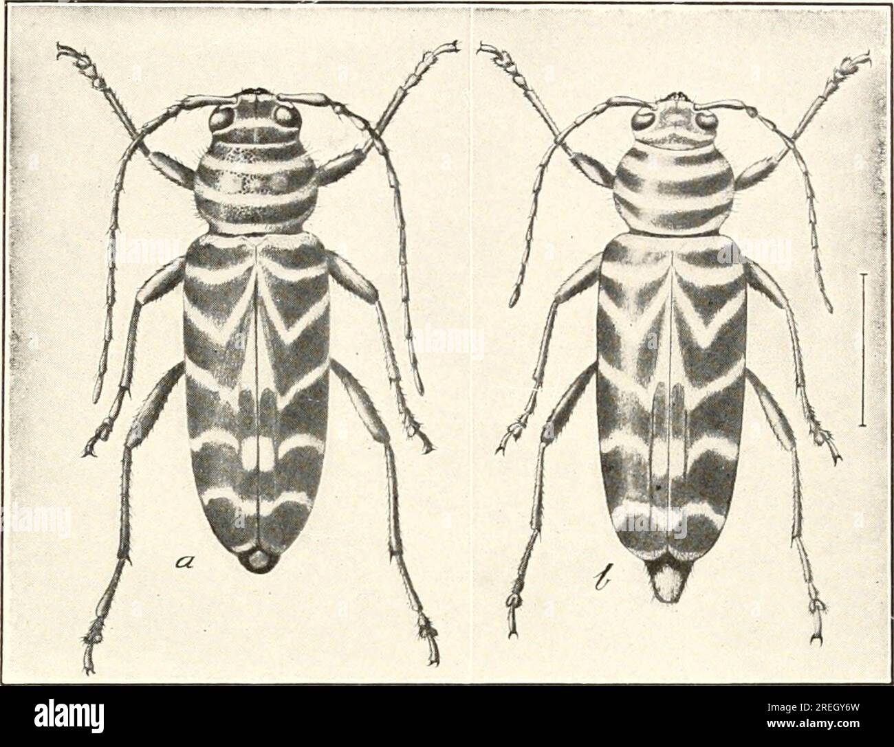 "An ecological study of prairie and forest invertebrates" (1915 Stock ...