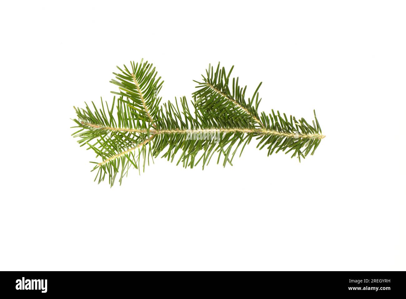 Spruce branch isolated on white background. High resolution photo. Full ...