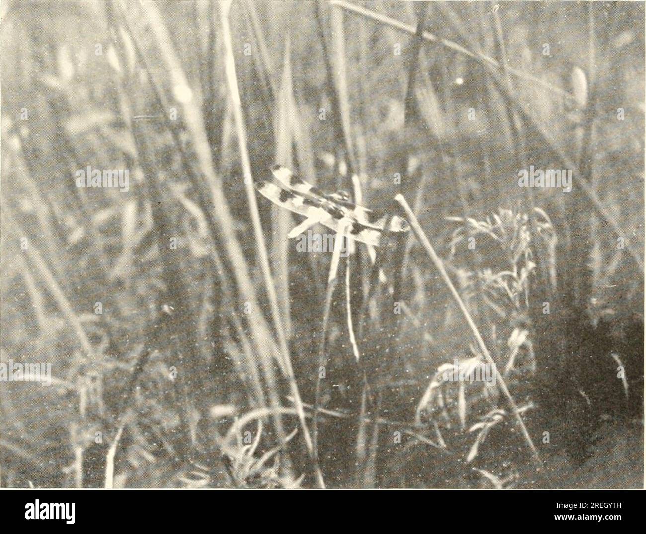 "An ecological study of prairie and forest invertebrates" (1915 Stock ...