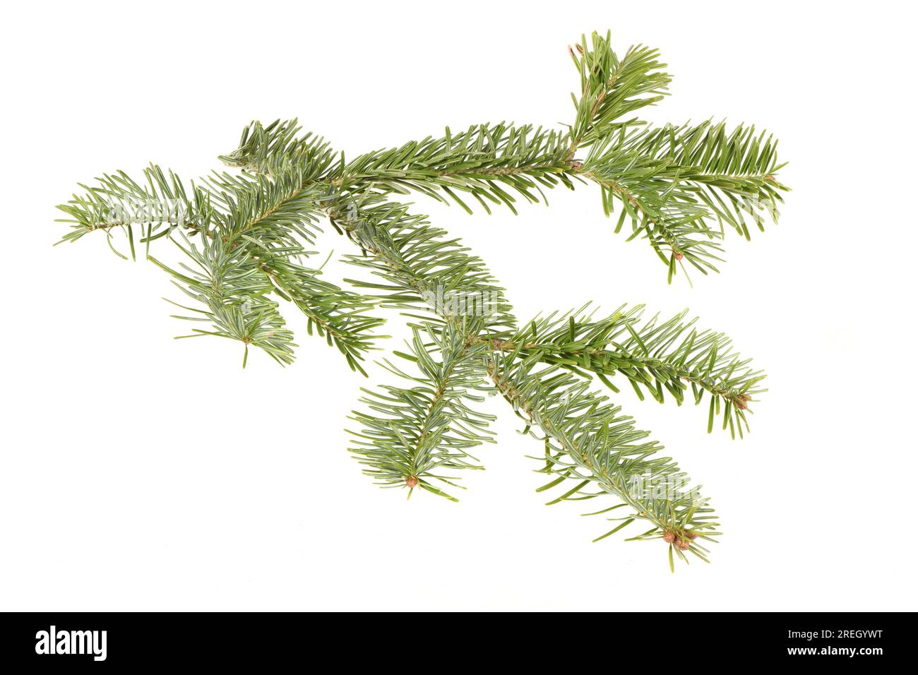 Spruce branch isolated on white background. High resolution photo. Full ...