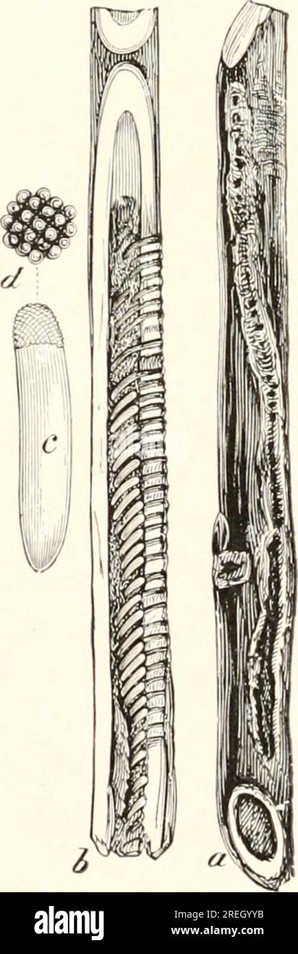 "An ecological study of prairie and forest invertebrates" (1915 Stock ...
