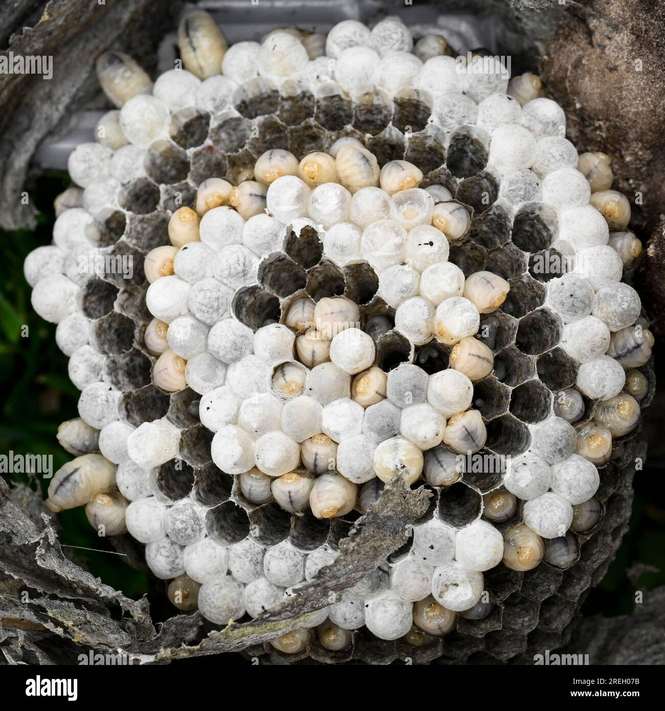 honeycomb of a wasp nest with many chambers filled with baby maggot ...