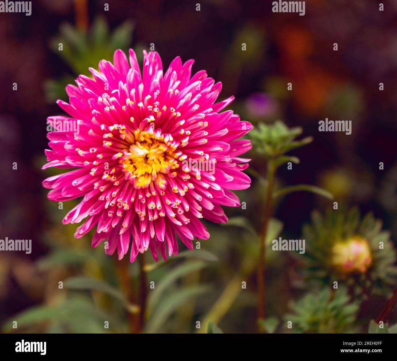 Bright lovely pink terry aster photographed closeup Stock Photo - Alamy