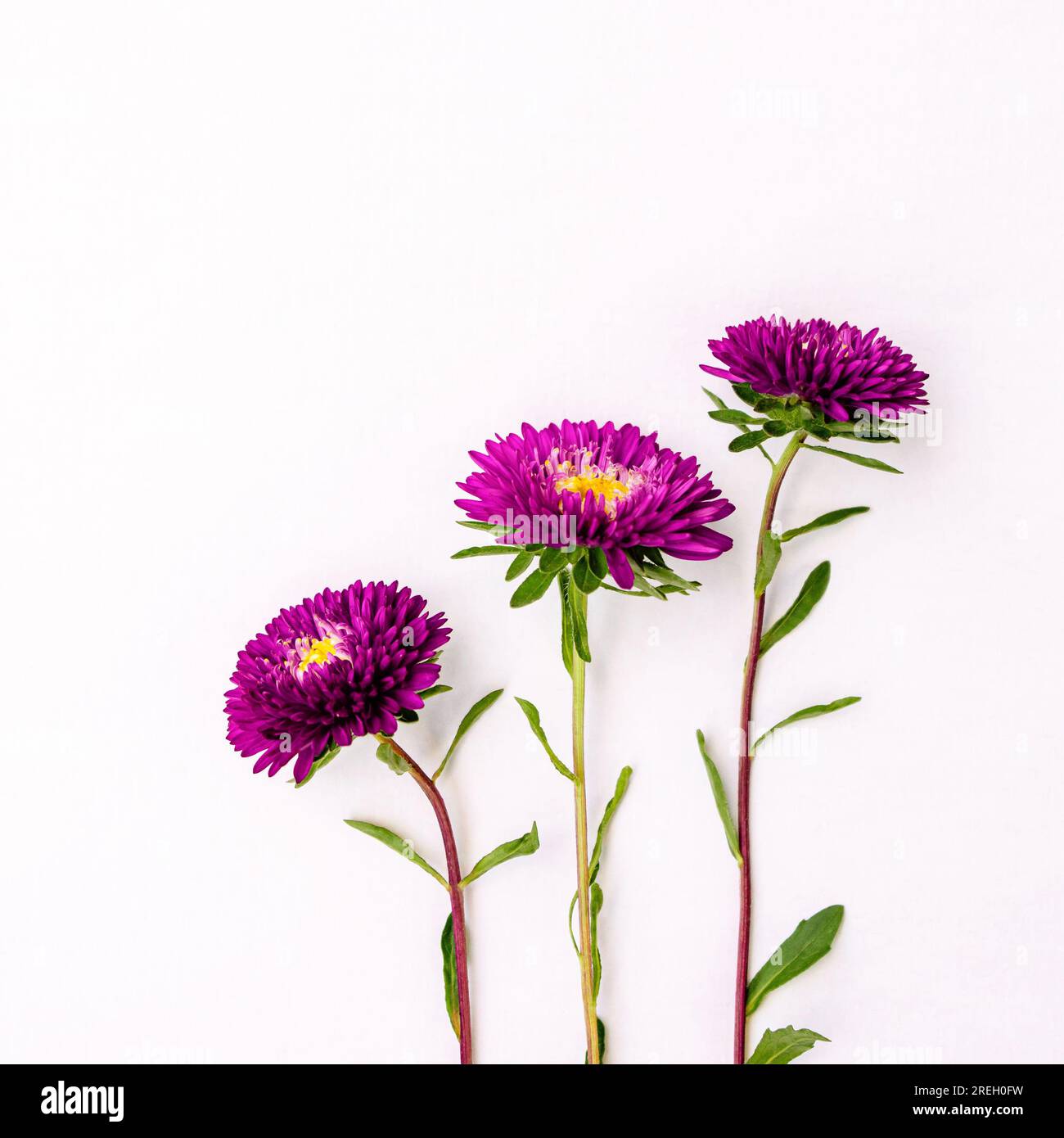 Beautiful asters on bright hi-res stock photography and images - Alamy