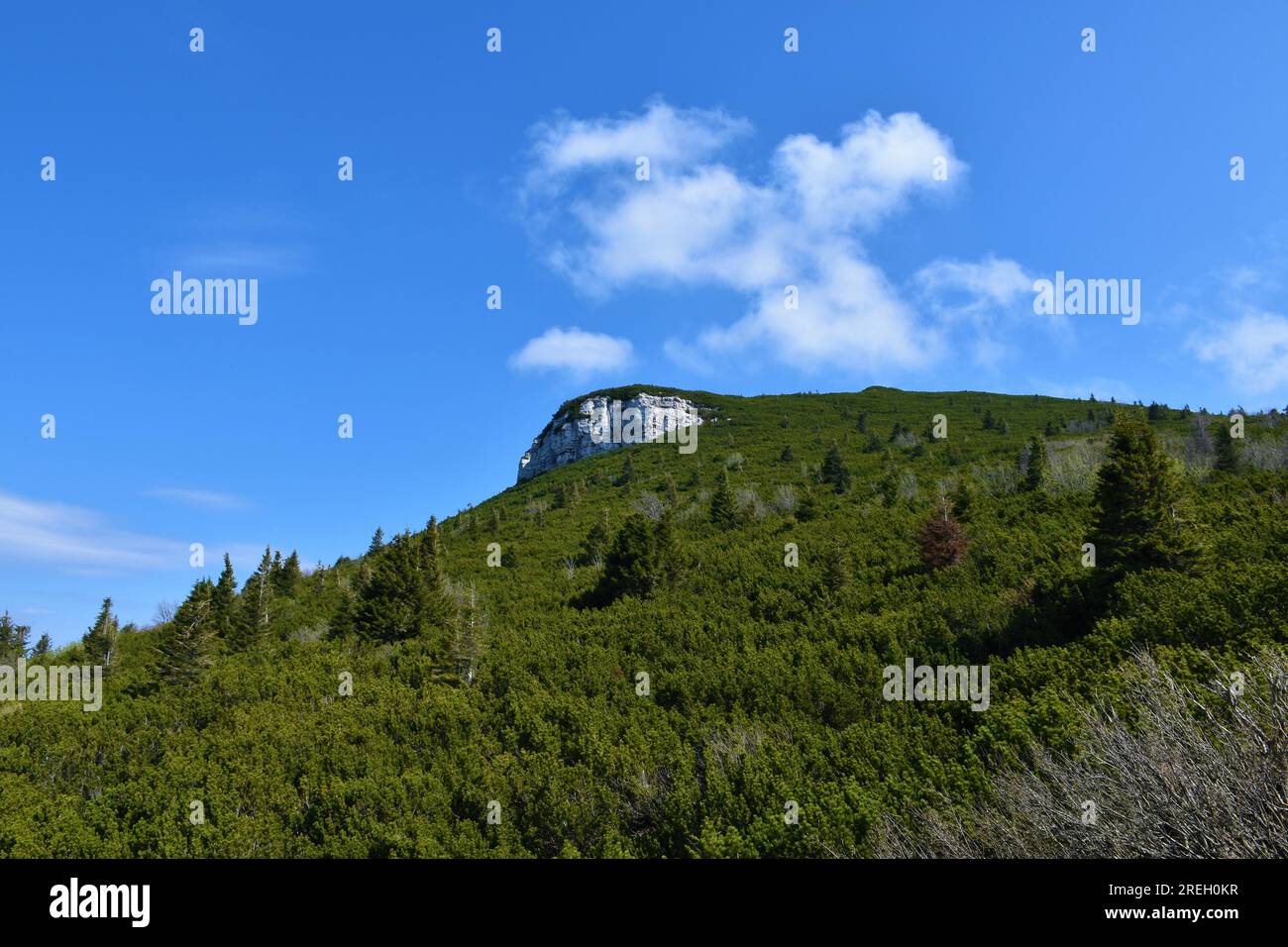 Creeping spruce hi-res stock photography and images - Alamy