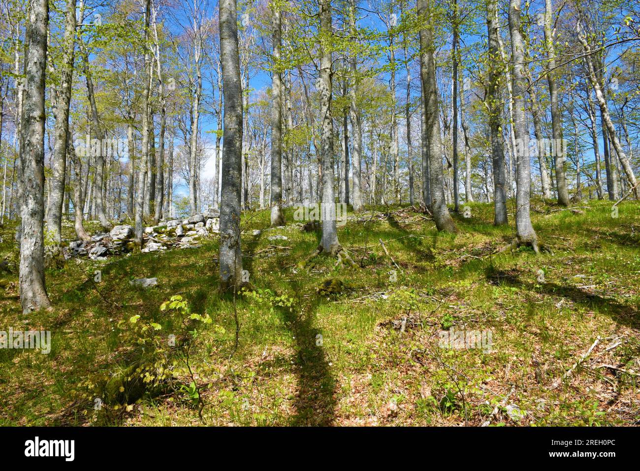 Beautiful bright green beech (Fagus sylvatica) temperate, deciduous ...