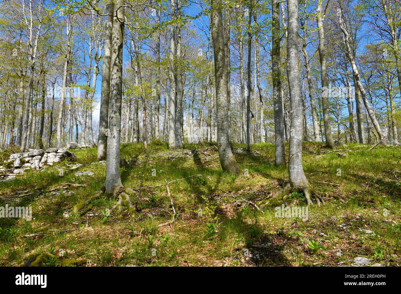 Temperate, deciduous, broadleaf beech (Fagus sylvatica) forest in ...