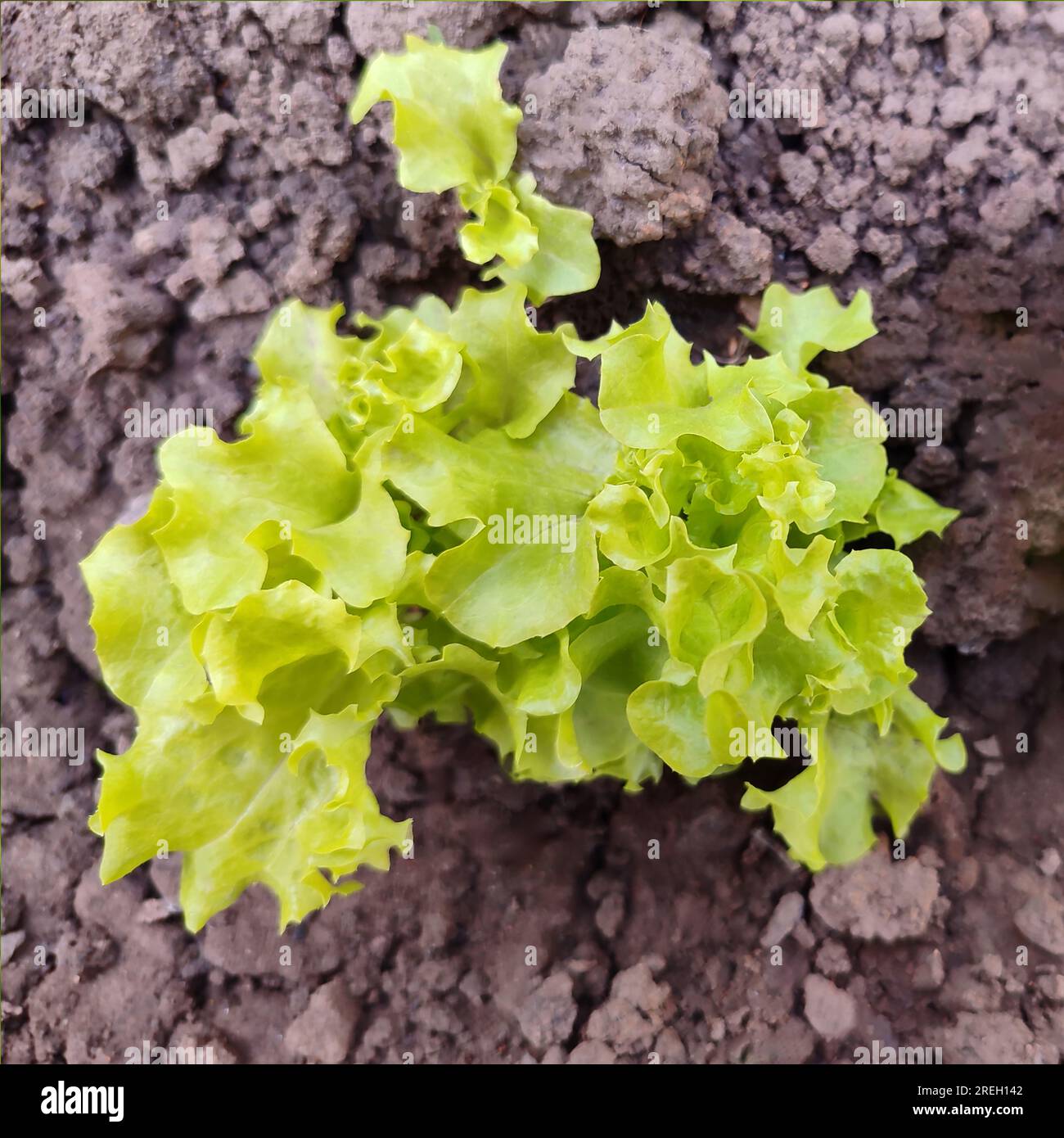 Beautiful organic green oak lettuce on the soil growing, Agriculture ...