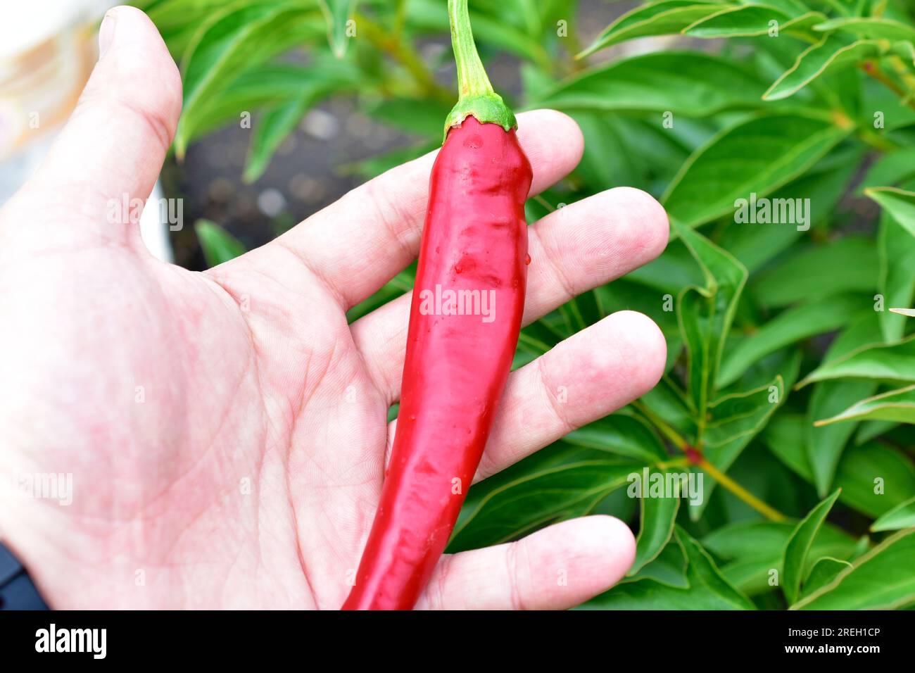 Long sweet yellow capsicum hi-res stock photography and images - Alamy