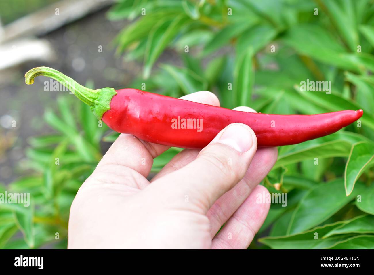 Long sweet yellow capsicum hi-res stock photography and images - Alamy
