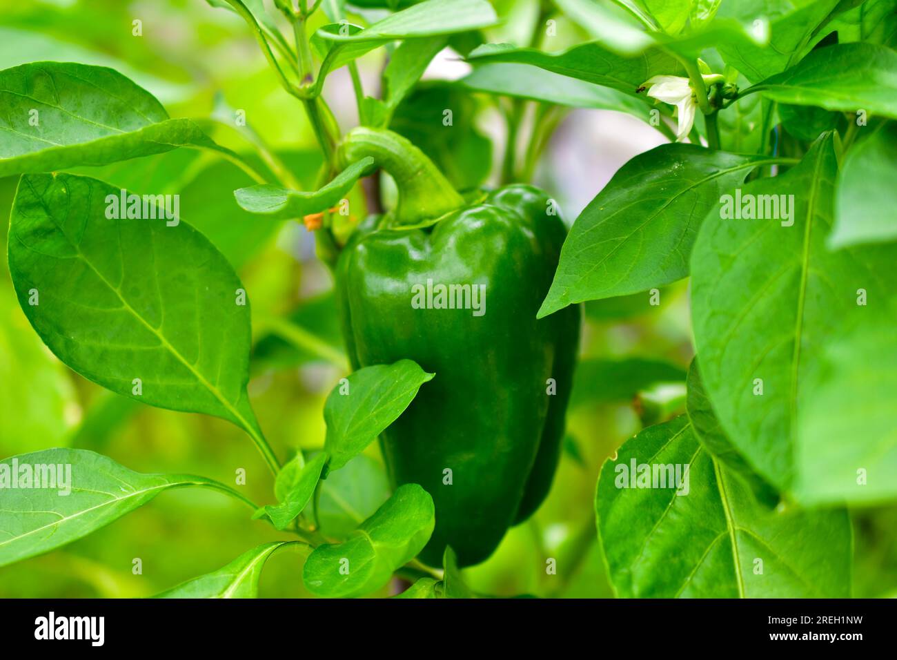Large green and fresh pepper fruit on a green Bush Stock Photo - Alamy