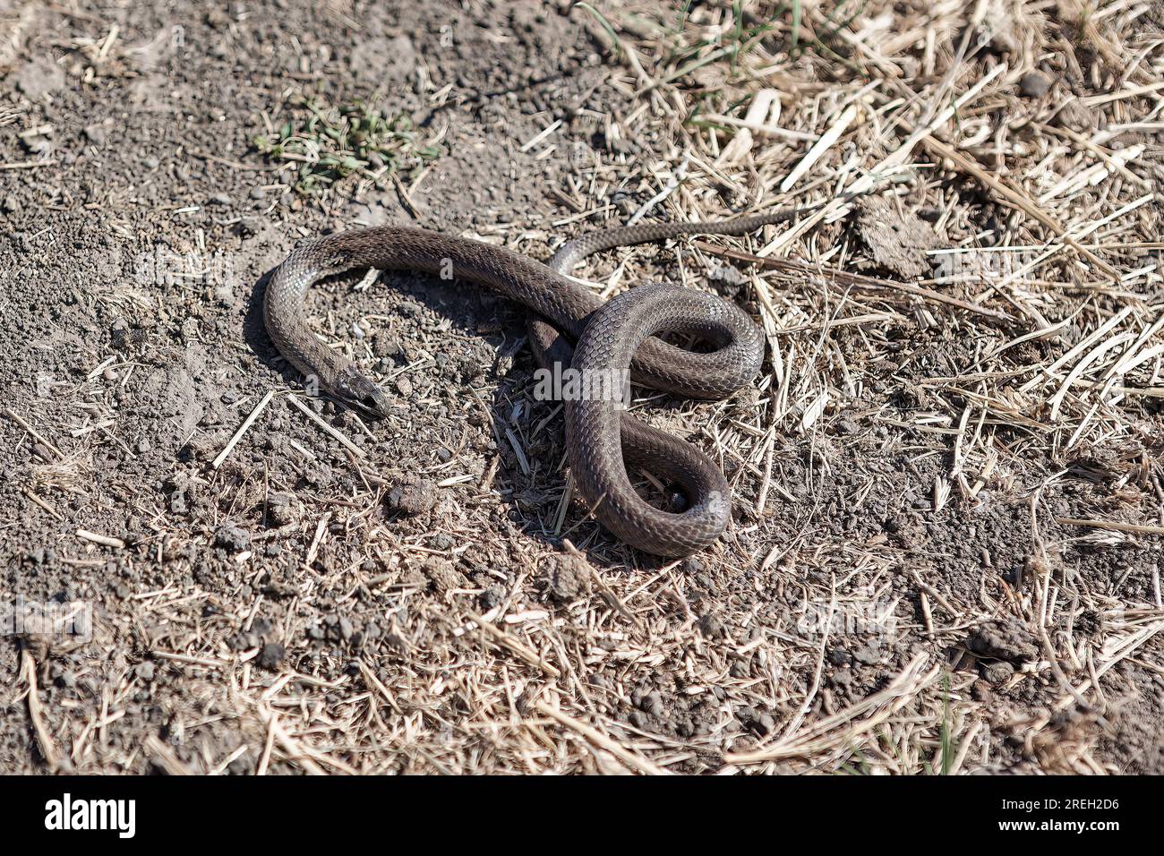 Close up snake in dry hi-res stock photography and images - Alamy