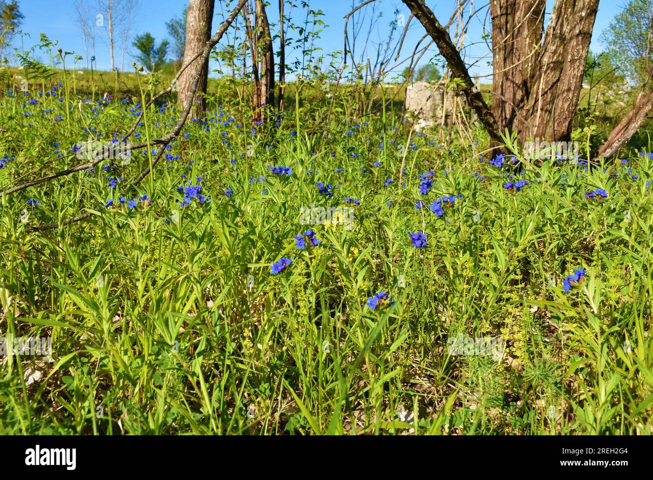 Blue purple gromwell (Lithospermum purpurocaeruleum) flowers Stock ...