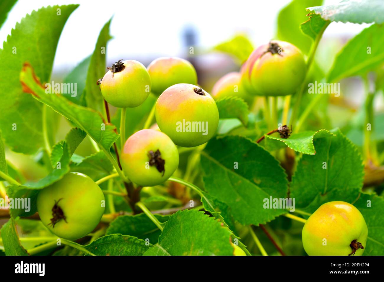 Fruit on the bush hi-res stock photography and images - Alamy