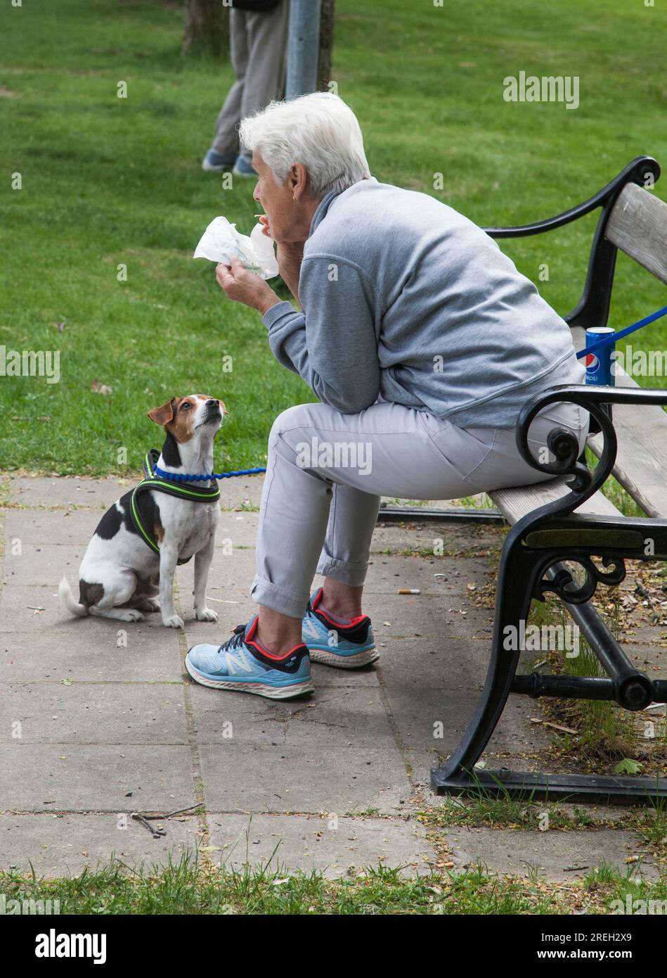 DANISH SWEDISH FARM DOG sits nicely and waits for it to leave some of ...