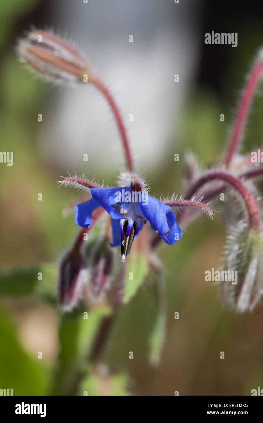 Borage plant flower hi-res stock photography and images - Alamy