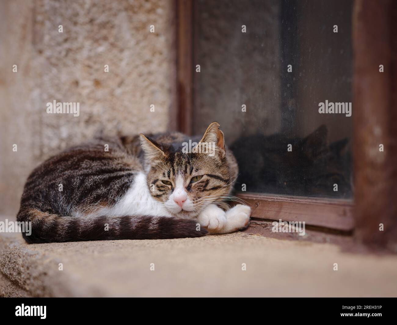 Stray or Feral Cat in Street city of Rhode in Greece. Historic Landmark ...