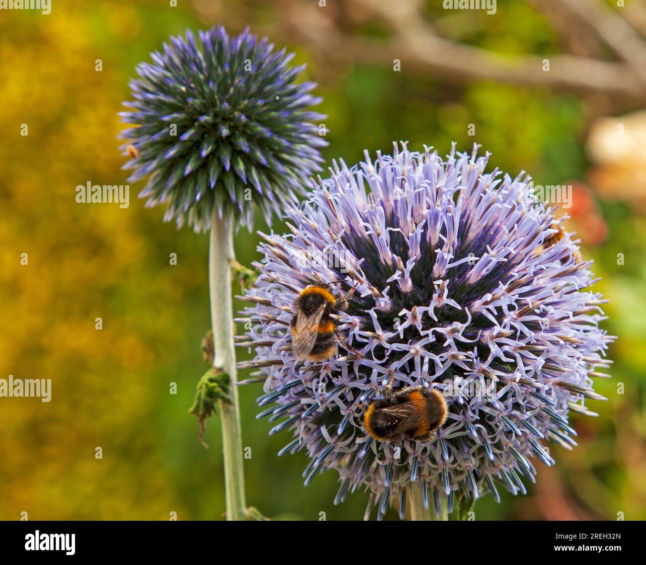 Flower, echinops, (globe thistle) with bee insect, UK Stock Photo - Alamy
