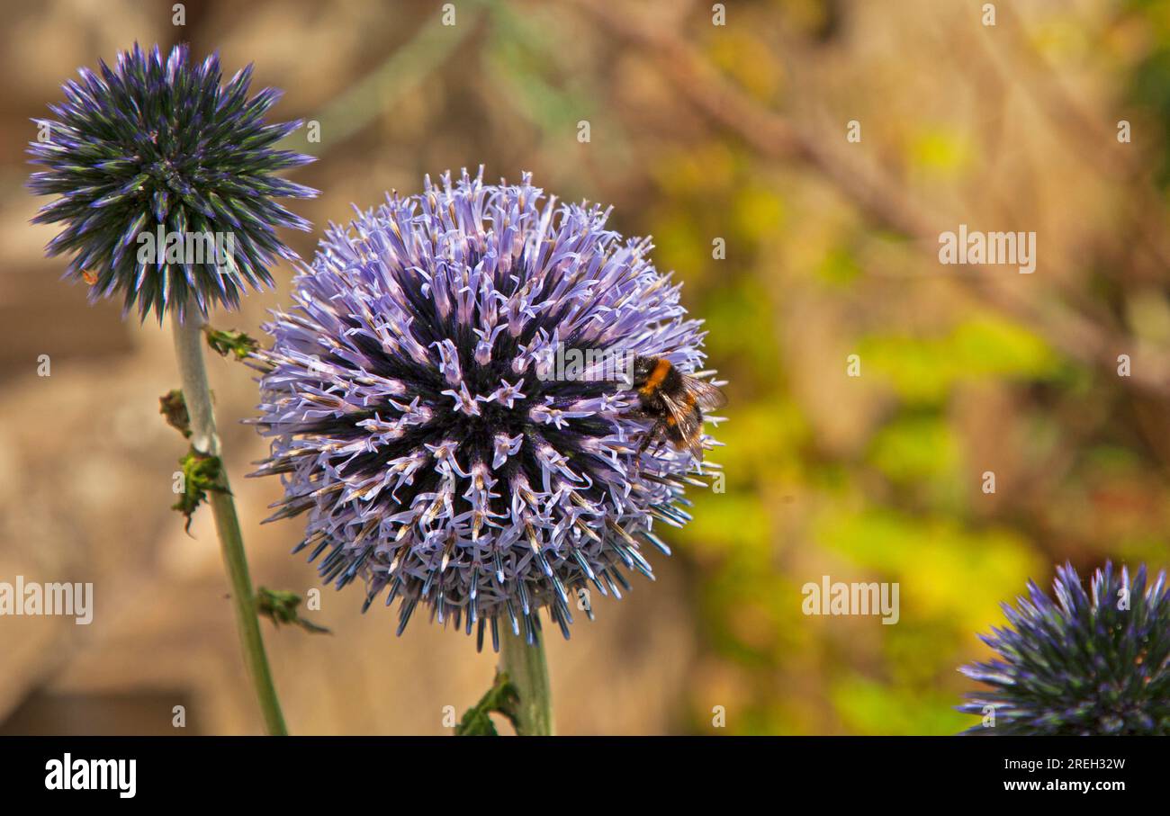 Flower, echinops, (globe thistle) with bee insect, UK Stock Photo - Alamy