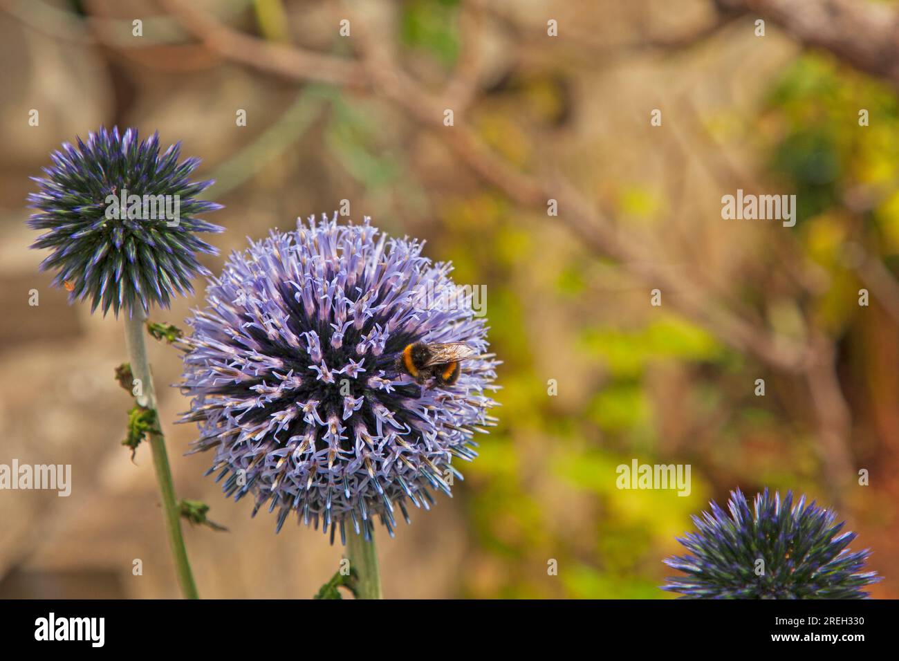 Flower, echinops, (globe thistle) with bee insect, UK Stock Photo - Alamy