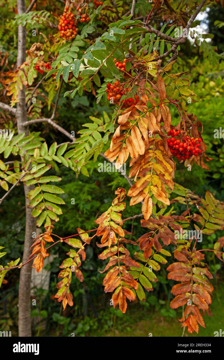 Rowan tree,in summer, drought, a false autumn as the tree is stressed ...